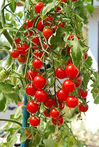 Super Sweet 100 Hybrid Tomato - Amazingly Sweet Long pendulous Clusters(25 - Seeds)