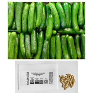 30+ Persian Beit Alpha (A.k.a. Lebanese) Cucumber Seeds Heirloom NON-GMO Crispy Fragrant From USA