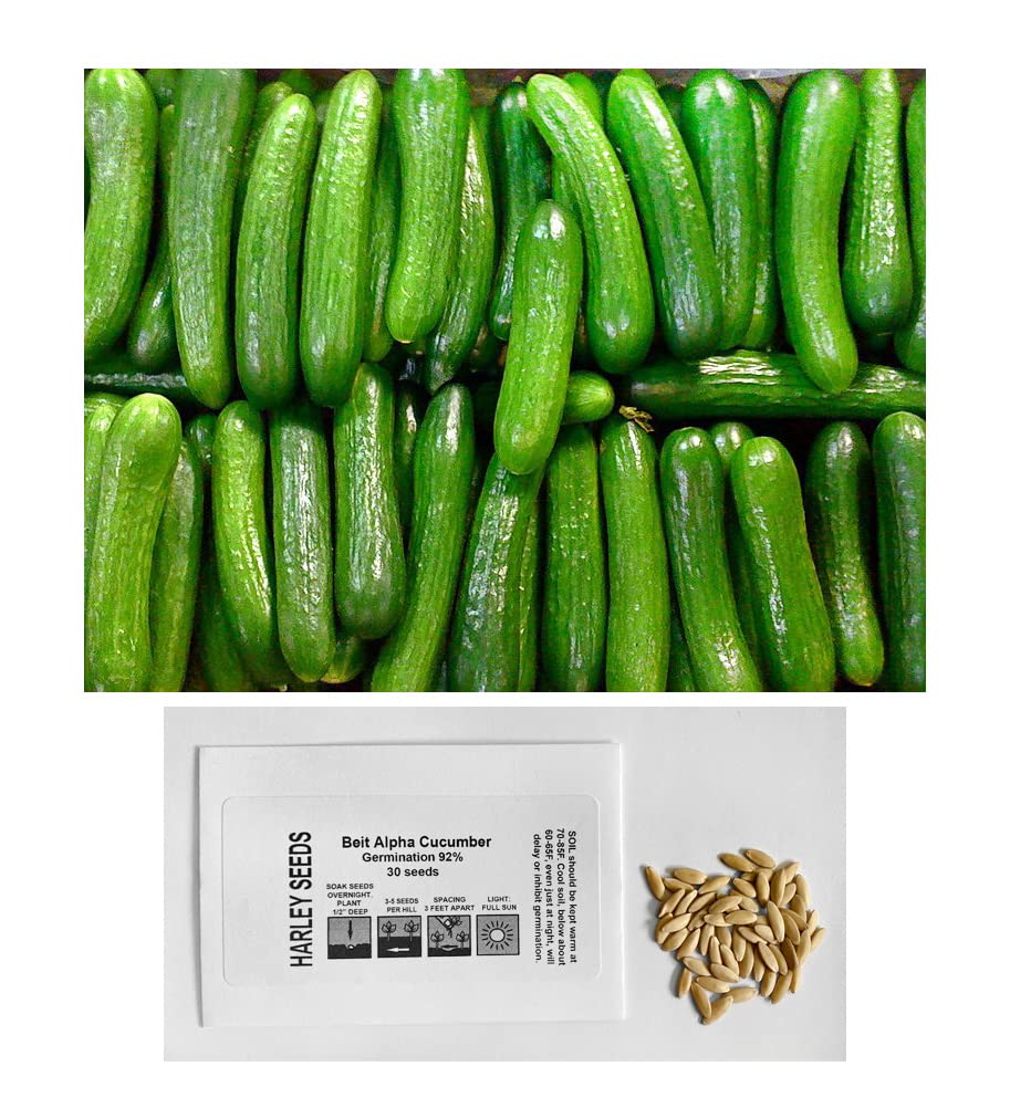 30+ Persian Beit Alpha (A.k.a. Lebanese) Cucumber Seeds Heirloom NON-GMO Crispy Fragrant From USA