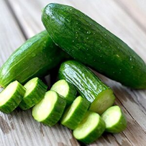 30+ Persian Beit Alpha (A.k.a. Lebanese) Cucumber Seeds Heirloom NON-GMO Crispy Fragrant From USA