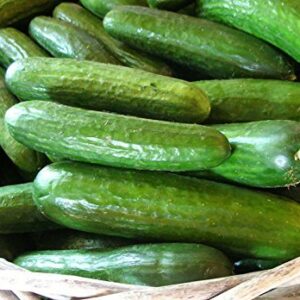 30+ Persian Beit Alpha (A.k.a. Lebanese) Cucumber Seeds Heirloom NON-GMO Crispy Fragrant From USA