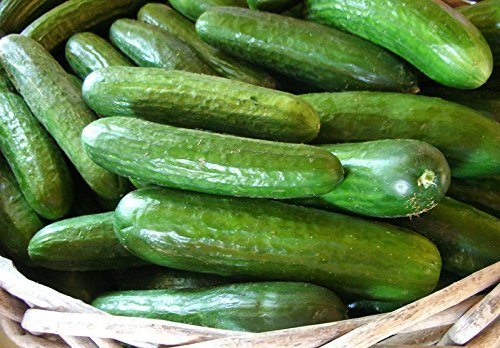 30+ Persian Beit Alpha (A.k.a. Lebanese) Cucumber Seeds Heirloom NON-GMO Crispy Fragrant From USA