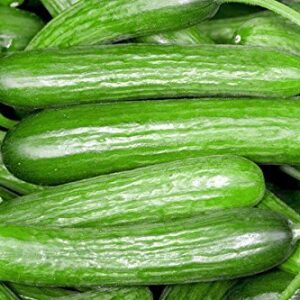 30+ Persian Beit Alpha (A.k.a. Lebanese) Cucumber Seeds Heirloom NON-GMO Crispy Fragrant From USA