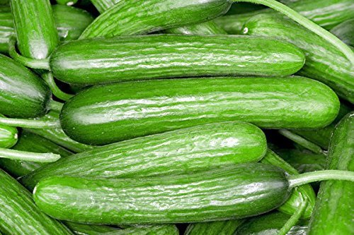 30+ Persian Beit Alpha (A.k.a. Lebanese) Cucumber Seeds Heirloom NON-GMO Crispy Fragrant From USA