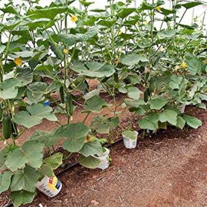 30+ Persian Beit Alpha (A.k.a. Lebanese) Cucumber Seeds Heirloom NON-GMO Crispy Fragrant From USA