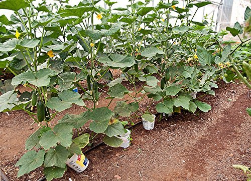 30+ Persian Beit Alpha (A.k.a. Lebanese) Cucumber Seeds Heirloom NON-GMO Crispy Fragrant From USA