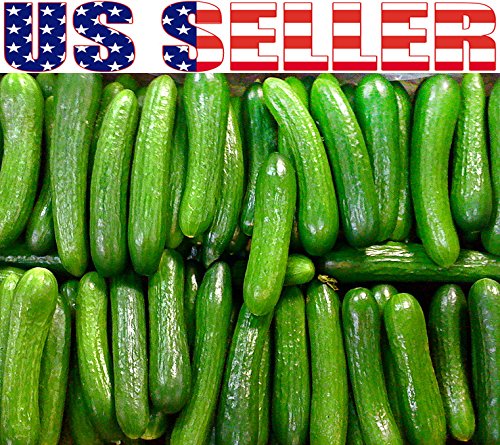 30+ Persian Beit Alpha (A.k.a. Lebanese) Cucumber Seeds Heirloom NON-GMO Crispy Fragrant From USA