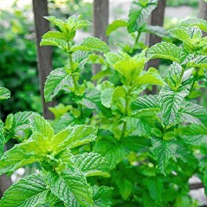 100+ Mojito Mint Seeds, Heirloom Herb Non-GMO, Fragrant Rare! Ships from USA