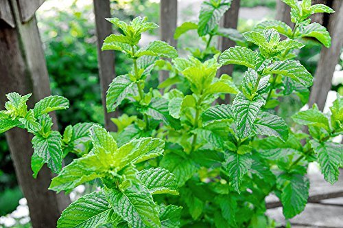 100+ Mojito Mint Seeds, Heirloom Herb Non-GMO, Fragrant Rare! Ships from USA