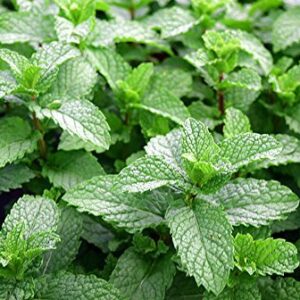 100+ Mojito Mint Seeds, Heirloom Herb Non-GMO, Fragrant Rare! Ships from USA