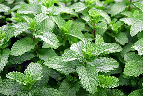 100+ Mojito Mint Seeds, Heirloom Herb Non-GMO, Fragrant Rare! Ships from USA