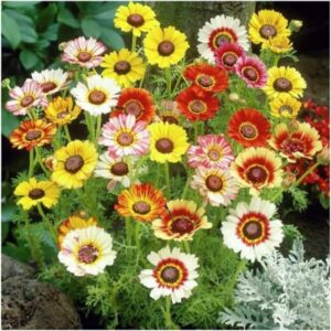 painted daisy seeds - chrysanthemum carinatum, 5000 seeds by seeds2go