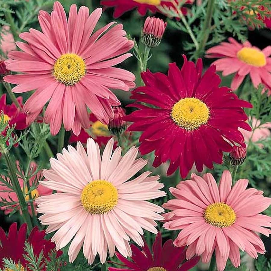 Painted Daisy Seeds - Chrysanthemum Carinatum, 5000 Seeds by Seeds2Go