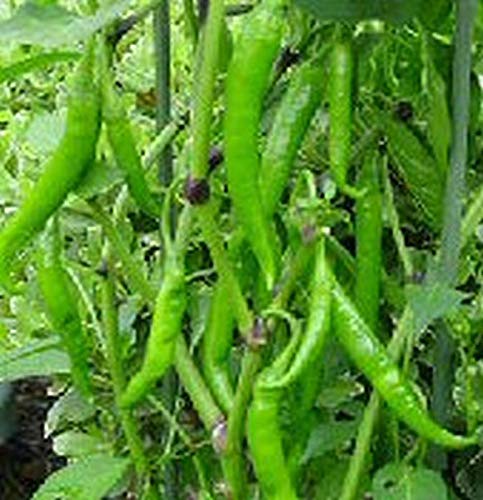 Green Power F1 Hybrid Hot Pepper Seeds - Jwala Type Pepper Used in Indian Dishes(50 - Seeds)