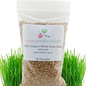 Organic Wheat Grass Seeds, Cat Grass Seeds, 16 Ounces- 100% Organic Non GMO - Hard Red Wheat. Harvested in The US. Easy to Grow Green