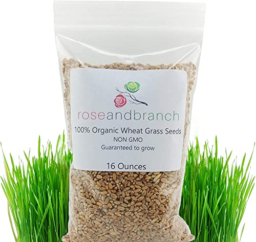 Organic Wheat Grass Seeds, Cat Grass Seeds, 16 Ounces- 100% Organic Non GMO - Hard Red Wheat. Harvested in The US. Easy to Grow Green