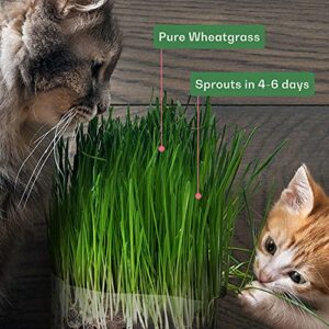 Organic Wheat Grass Seeds, Cat Grass Seeds, 16 Ounces- 100% Organic Non GMO - Hard Red Wheat. Harvested in The US. Easy to Grow Green