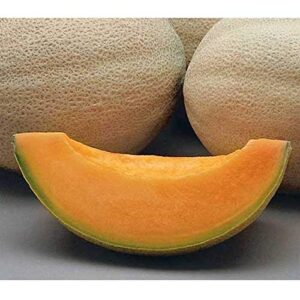 athena f1 cantaloupe seeds - very sweet 5 to 7 lb. melons (25 - seeds)