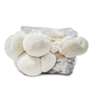 grow your own mushrooms kit - lion's mane mushroom - 5lb indoor grow kit - grow up to 4 pounds