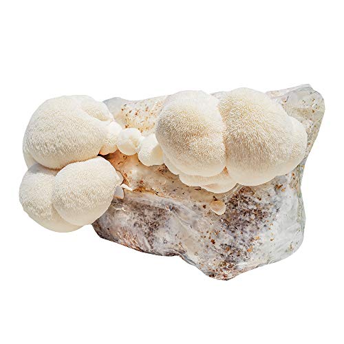 Grow Your Own Mushrooms Kit - Lion's Mane Mushroom - 5lb Indoor Grow Kit - Grow up to 4 Pounds