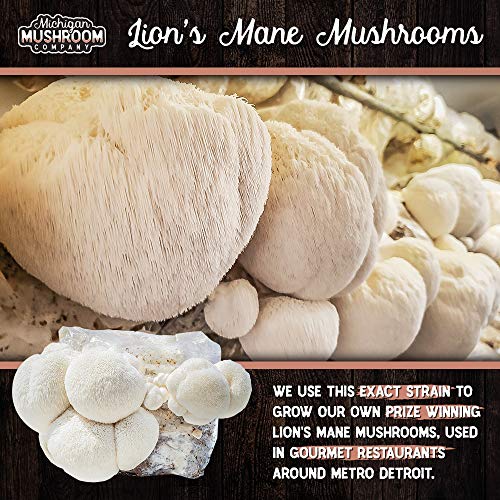 Grow Your Own Mushrooms Kit - Lion's Mane Mushroom - 5lb Indoor Grow Kit - Grow up to 4 Pounds