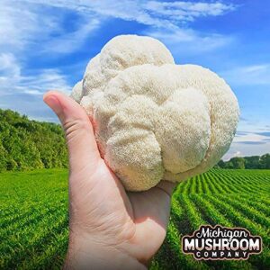 Grow Your Own Mushrooms Kit - Lion's Mane Mushroom - 5lb Indoor Grow Kit - Grow up to 4 Pounds