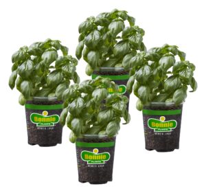 bonnie plants sweet basil live herb plants - 4 pack, warm season annual, italian & asian dishes