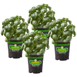 Bonnie Plants Sweet Basil Live Herb Plants - 4 Pack, Warm Season Annual, Italian & Asian Dishes