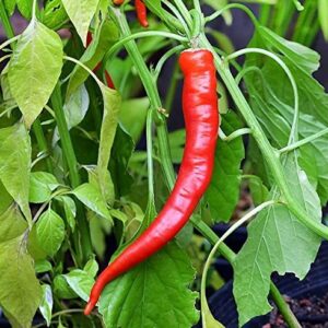 30+ Cow Horn Hot Pepper Seeds Heirloom Non-GMO Spicy, 10" Long, Productive! from USA