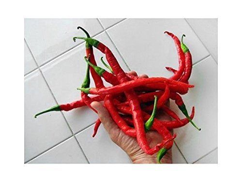 30+ Cow Horn Hot Pepper Seeds Heirloom Non-GMO Spicy, 10" Long, Productive! from USA