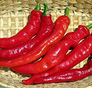 30+ Cow Horn Hot Pepper Seeds Heirloom Non-GMO Spicy, 10" Long, Productive! from USA