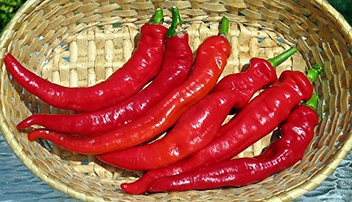 30+ Cow Horn Hot Pepper Seeds Heirloom Non-GMO Spicy, 10" Long, Productive! from USA