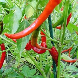 30+ Cow Horn Hot Pepper Seeds Heirloom Non-GMO Spicy, 10" Long, Productive! from USA