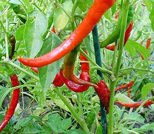 30+ Cow Horn Hot Pepper Seeds Heirloom Non-GMO Spicy, 10" Long, Productive! from USA