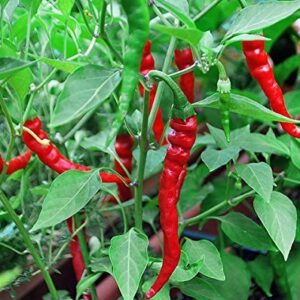 30+ Cow Horn Hot Pepper Seeds Heirloom Non-GMO Spicy, 10" Long, Productive! from USA