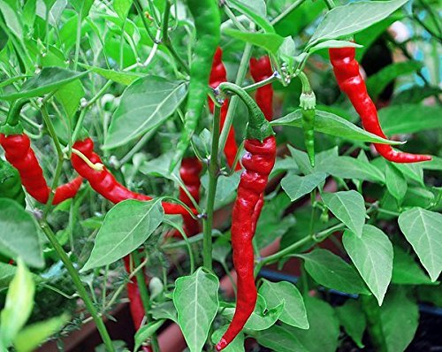 30+ Cow Horn Hot Pepper Seeds Heirloom Non-GMO Spicy, 10" Long, Productive! from USA