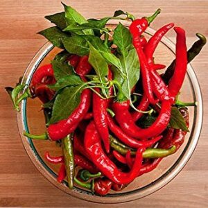 30+ Cow Horn Hot Pepper Seeds Heirloom Non-GMO Spicy, 10" Long, Productive! from USA