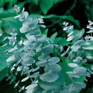 park seed eucalyptus seeds, silver dollar plant, 50 seeds per pack