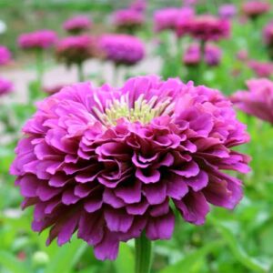 park seed park's picks purple zinnia seeds, pack of 50 seeds