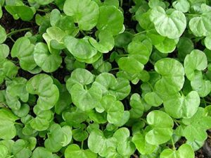 dichondra repens grass seeds - 1 pound