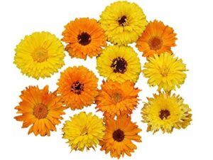 pacific beauty calendula seed mix - calendula officinalis - 140 seeds, 1 gram - b246