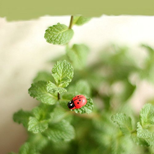 Alasida 60PCS Garden Ladybugs Miniature Plant Pots Bonsai Craft Ornament Decor with Self-adhesive Micro Landscape DIY Decoration