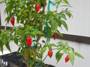 ghost pepper seeds - capsicum chinense - 35 seeds, 1/4 gram - b67