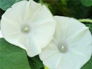 non gmo bulk morning glory, moonflower flower seeds (1/4 lb)