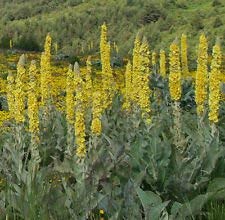 mullein, 1000 seeds, wooly mullein, great mullein, verbascum, 6-10' tall yellow