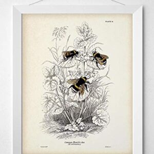 Bumble Bee Illustration - Bumblebee Farmhouse Bee Decor, Honey Bee Nature Poster, Kitchen and Room Decor, Classic Botanical Decoration and Gift for Bee Lovers, 11x14 Unframed Art Print Poster