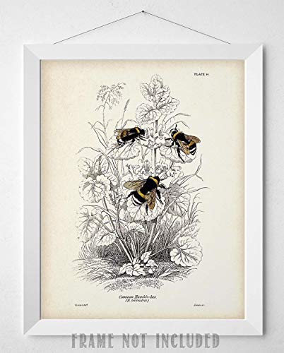 Bumble Bee Illustration - Bumblebee Farmhouse Bee Decor, Honey Bee Nature Poster, Kitchen and Room Decor, Classic Botanical Decoration and Gift for Bee Lovers, 11x14 Unframed Art Print Poster