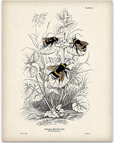 Bumble Bee Illustration - Bumblebee Farmhouse Bee Decor, Honey Bee Nature Poster, Kitchen and Room Decor, Classic Botanical Decoration and Gift for Bee Lovers, 11x14 Unframed Art Print Poster