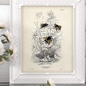 Bumble Bee Illustration - Bumblebee Farmhouse Bee Decor, Honey Bee Nature Poster, Kitchen and Room Decor, Classic Botanical Decoration and Gift for Bee Lovers, 11x14 Unframed Art Print Poster