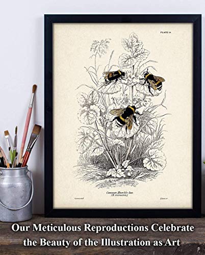 Bumble Bee Illustration - Bumblebee Farmhouse Bee Decor, Honey Bee Nature Poster, Kitchen and Room Decor, Classic Botanical Decoration and Gift for Bee Lovers, 11x14 Unframed Art Print Poster